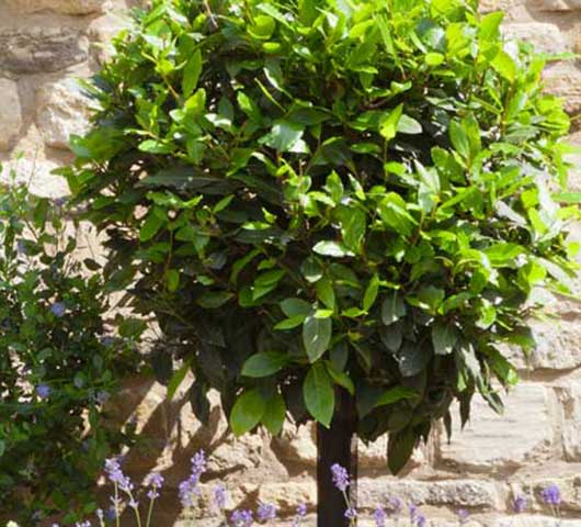 Alles over laurier snoeien voor een strakke tuin | Tuinshop.nl