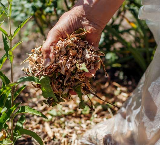 Mulch: de beste bodembedekkers voor jouw tuin | Tuinshop.nl
