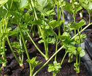 Ontdek Het Ultieme (Voor)zaai Stappenplan voor Moestuin Succes ...