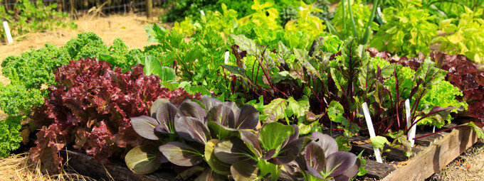 Indelen moestuin: van locatie tot wisselteelt | Tuinshop