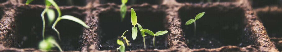 Moestuin beginnen op een klein oppervlak? Ontdek onze tips!