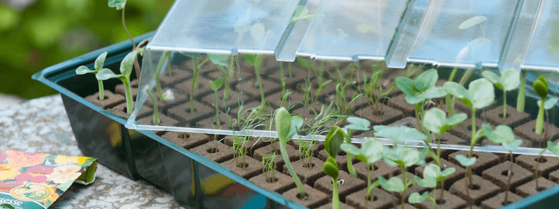 Moestuin beginnen op een klein oppervlak? Ontdek onze tips!