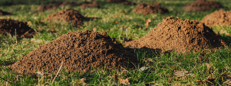 Ongedierte bestrijden