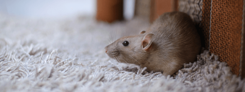 Ongedierte bestrijden