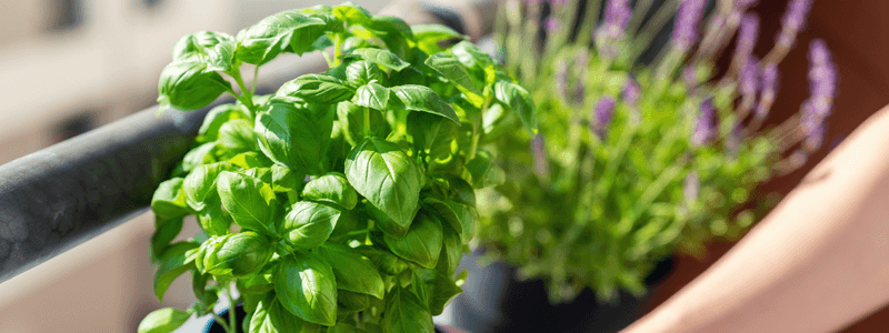 Kruiden kweken? Dit zijn de do’s & don’ts